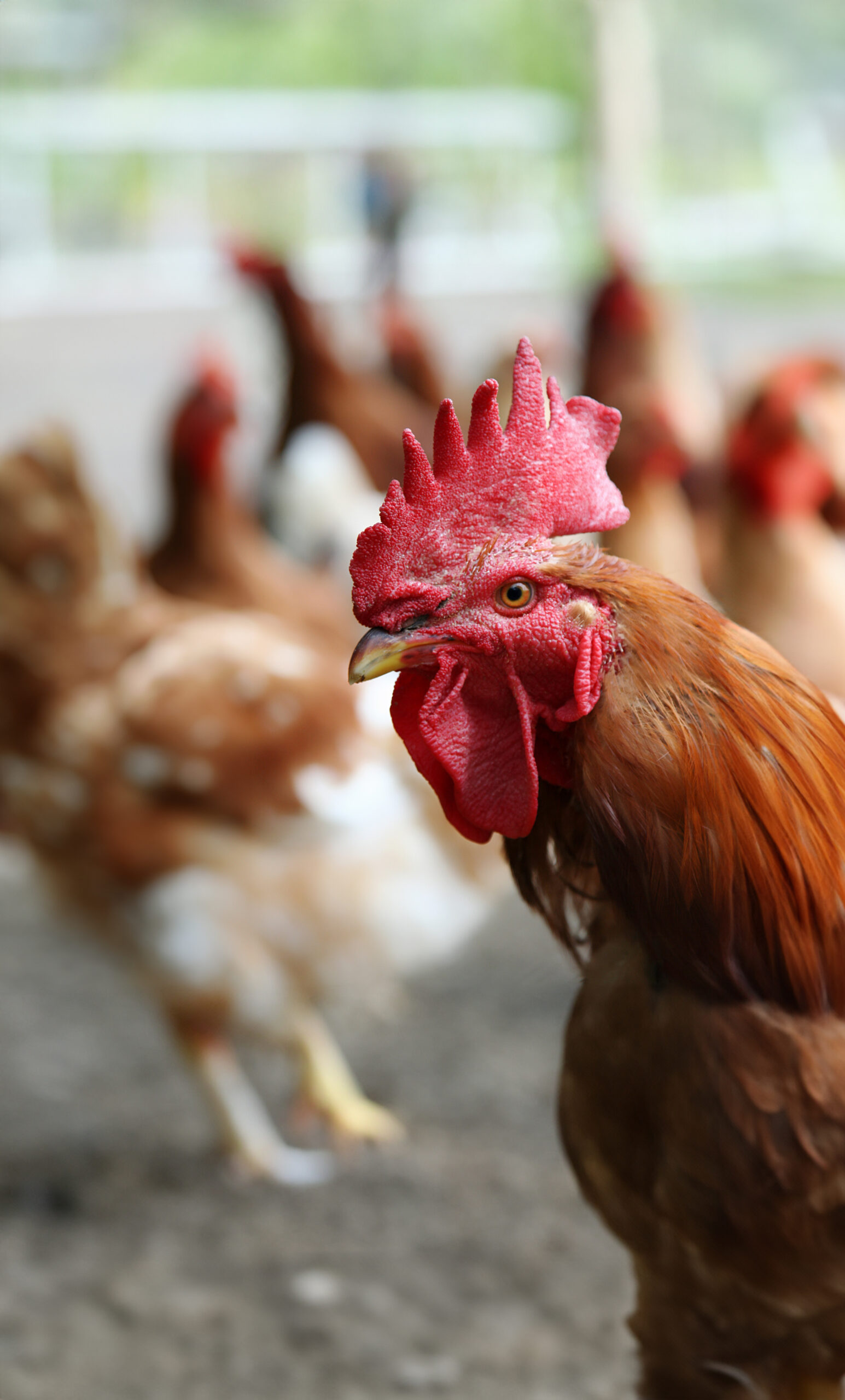 Manejo de galos na produção de ovos - Portal e-food | Tudo sobre ...