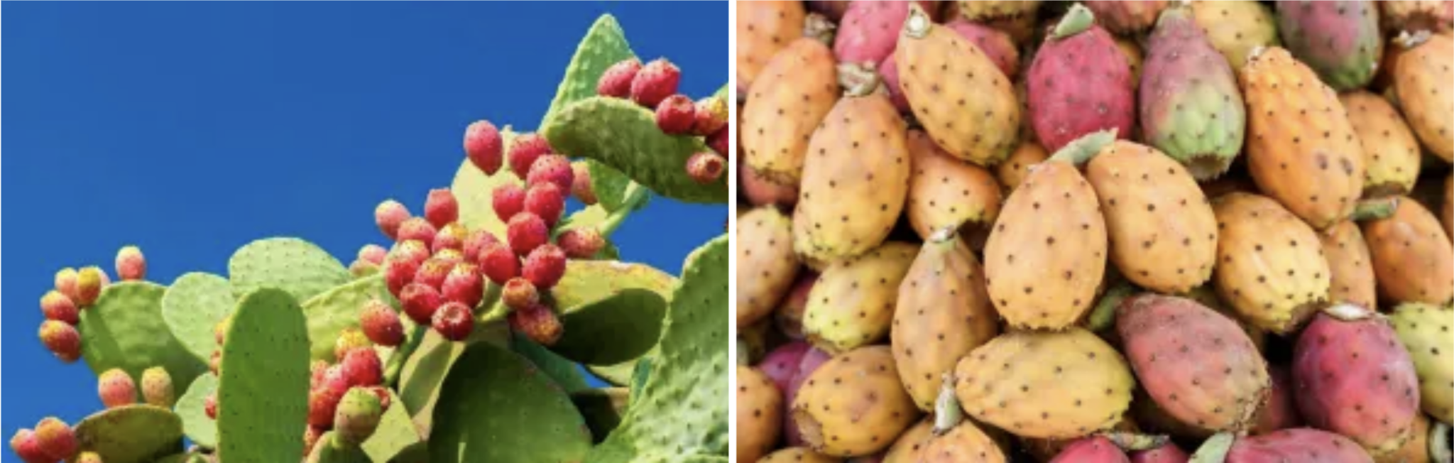 Fruto da Palma Forrageira: Sustentabilidade e Benefícios à Saúde ...