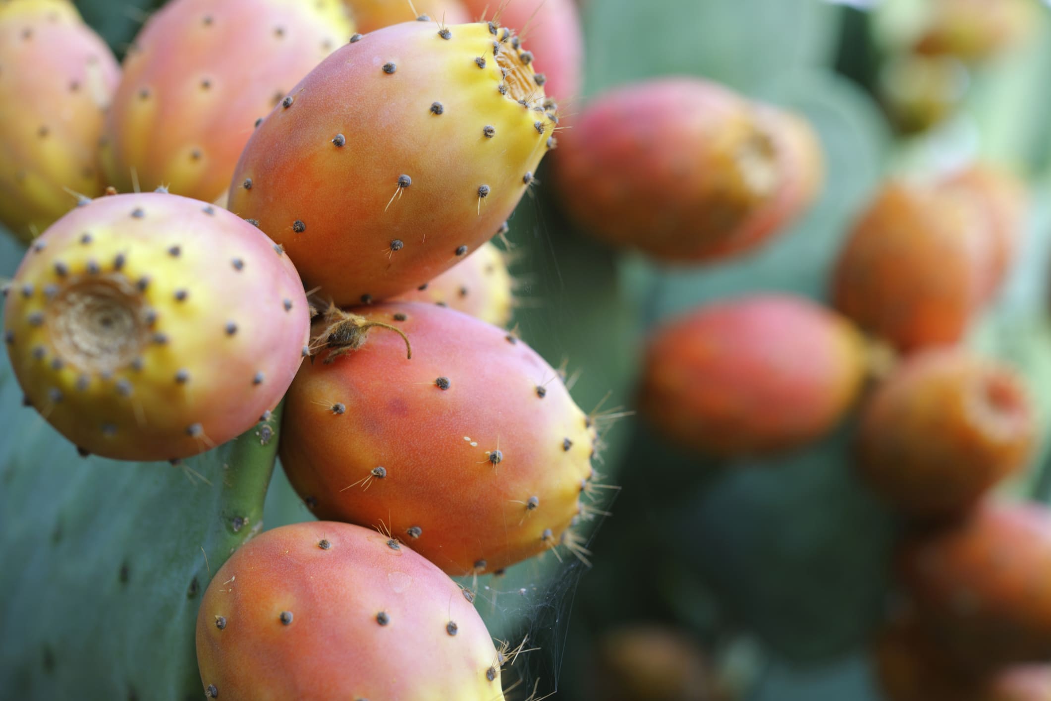 Fruto da Palma Forrageira: Sustentabilidade e Benefícios à Saúde ...